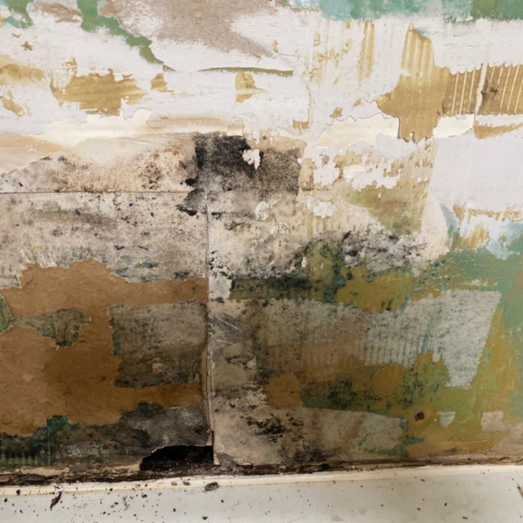 Mold Inspection Services Cincinnati, OH